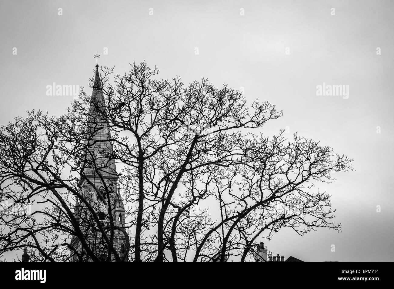 Bnw tree hi-res stock photography and images - Alamy
