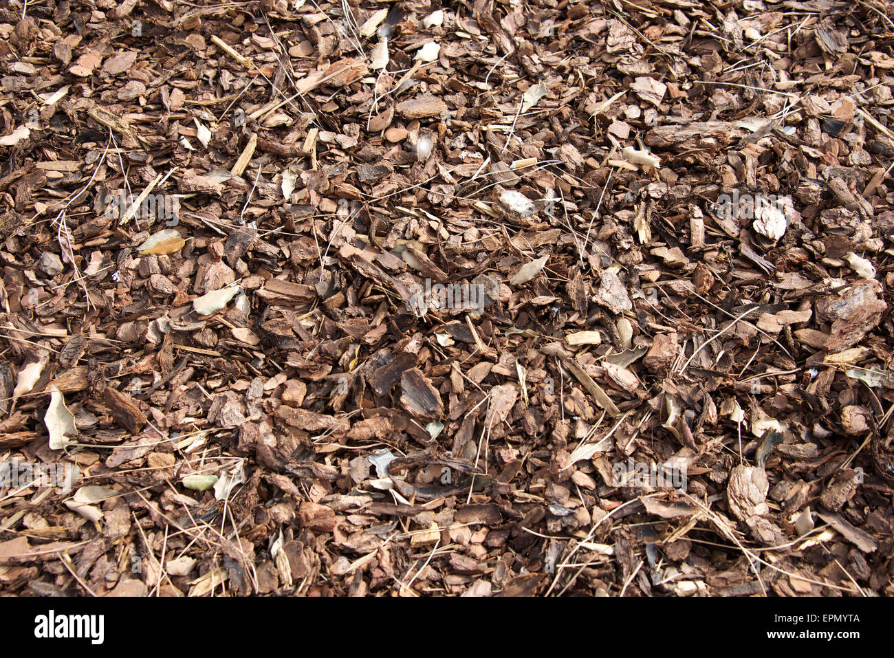 a closeup of cedar chips Stock Photo - Alamy