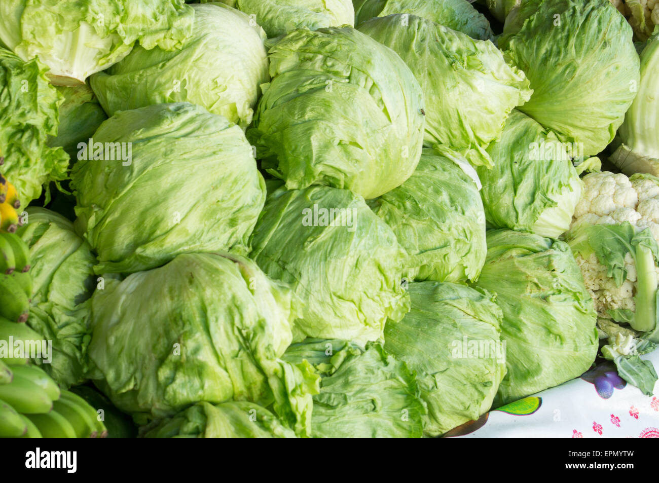 Roman letuce hi-res stock photography and images - Alamy
