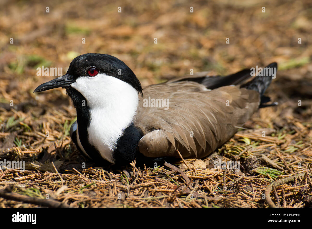 Black winged lapwing hi-res stock photography and images - Alamy