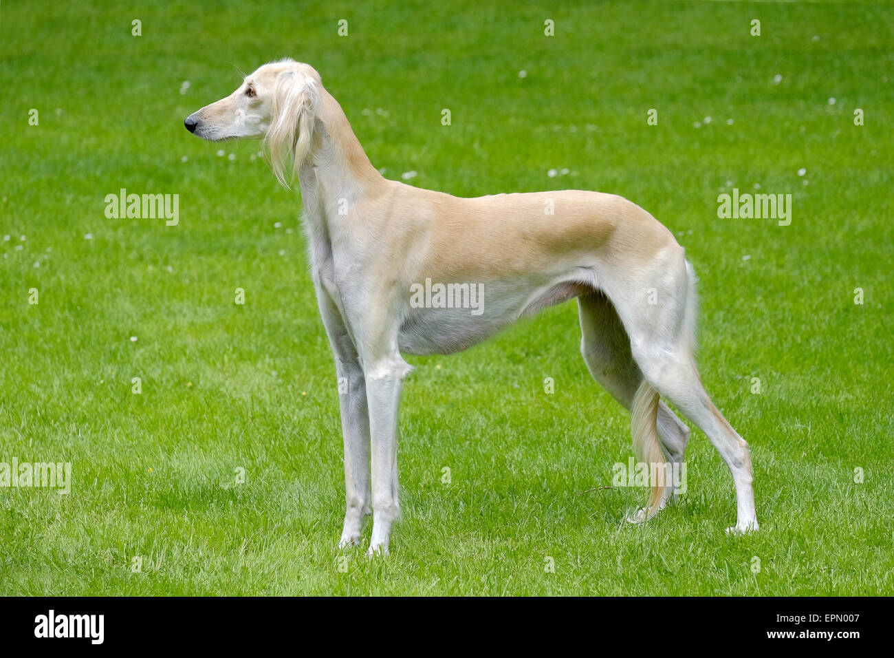 Can A Saluki Live In Israel