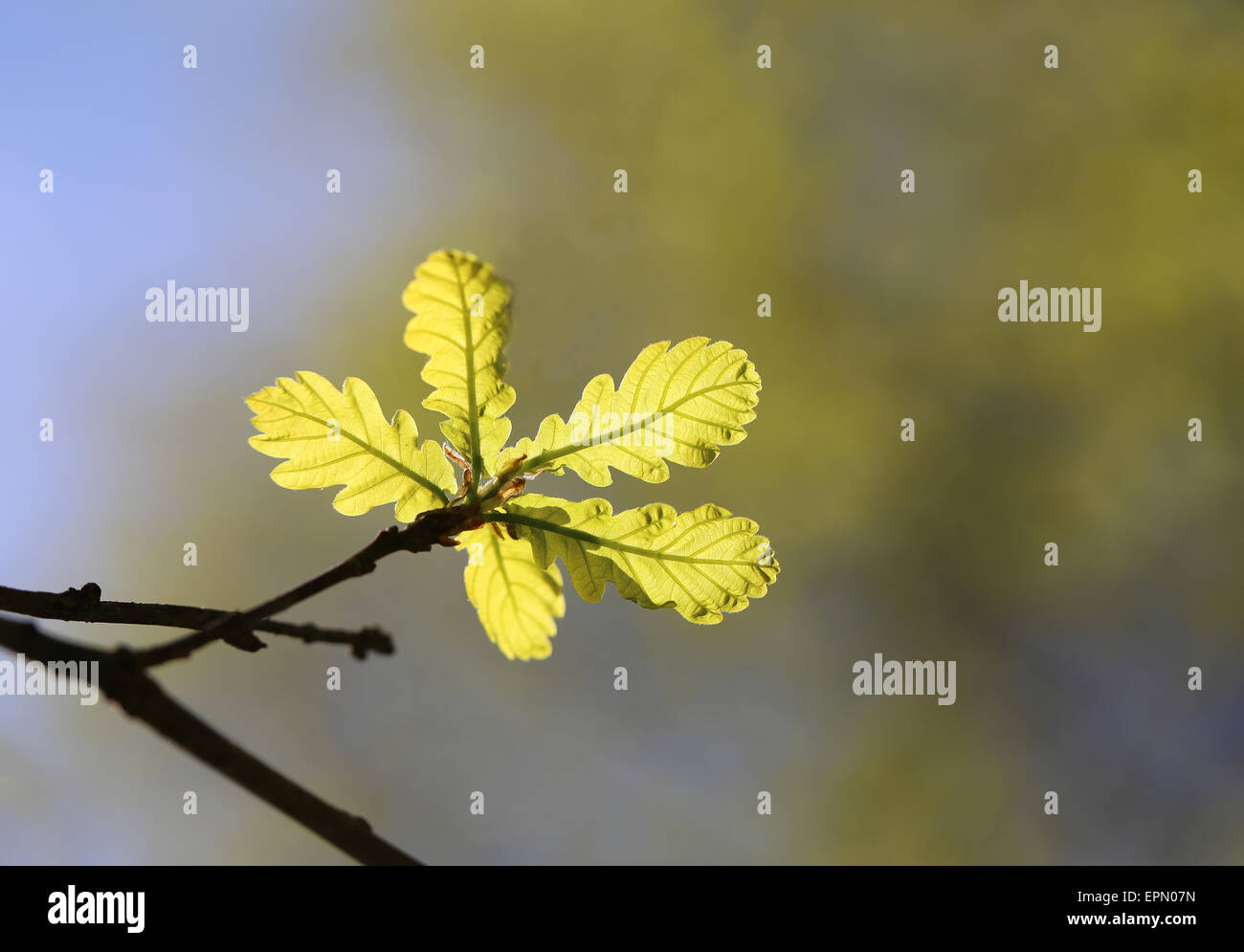 bright green sunlit leaves of oak in spring Stock Photo - Alamy