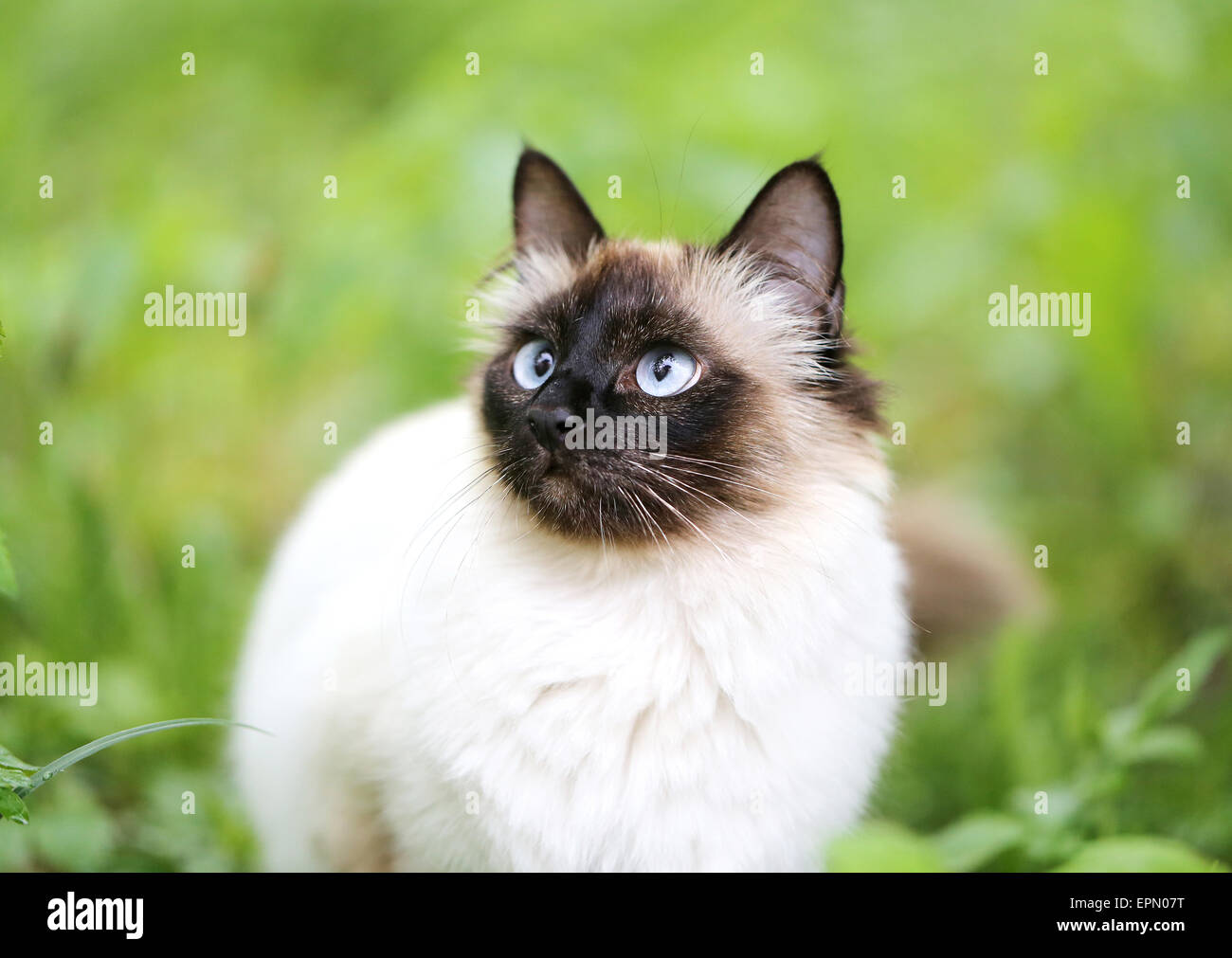beautiful fluffy Siamese cat in the green Stock Photo - Alamy