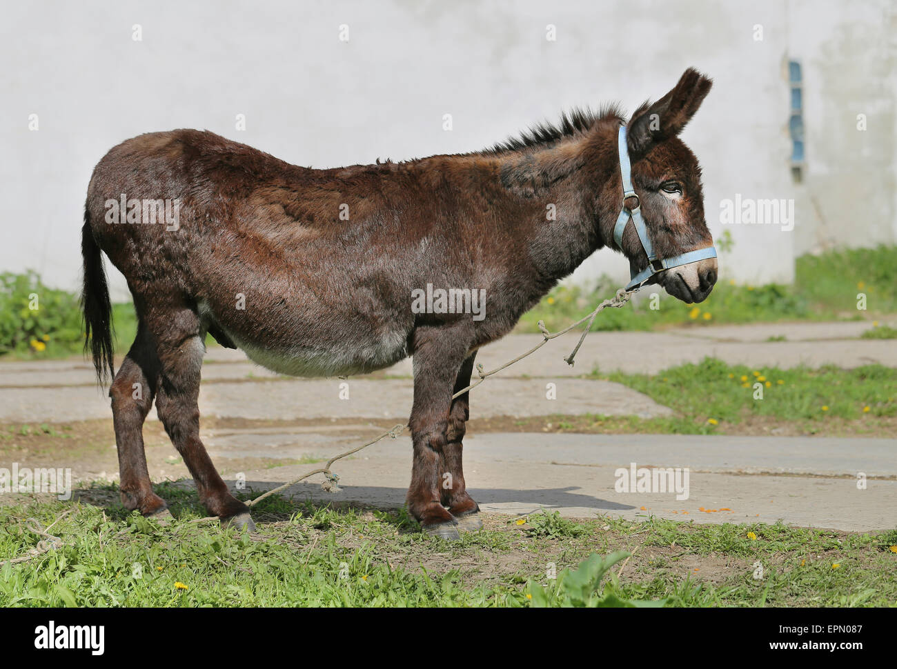 Funny donkey hi-res stock photography and images - Alamy