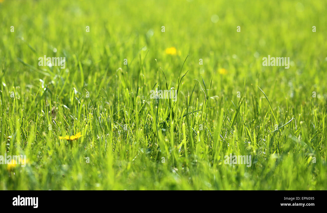 Green grass sunny day hi-res stock photography and images - Alamy