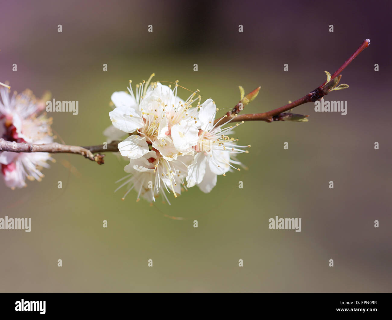 beautiful sunlit macro cherry blossom in spring Stock Photo - Alamy