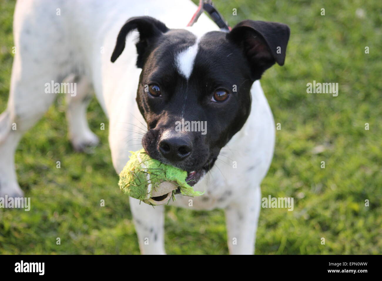 Green love in park hi-res stock photography and images - Alamy