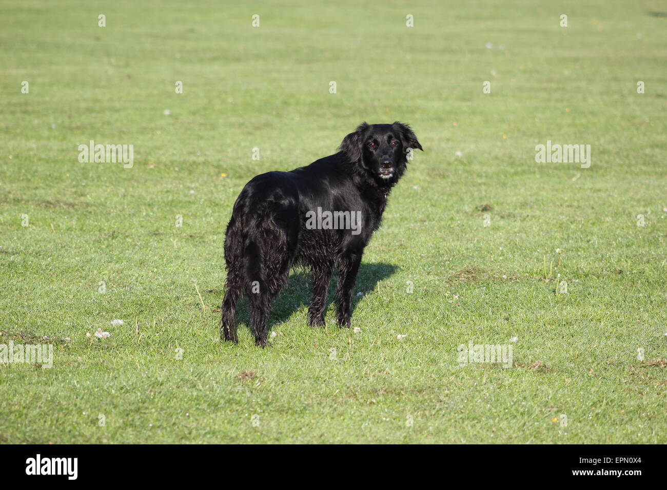 Black Dog running in a park Stock Photo - Alamy