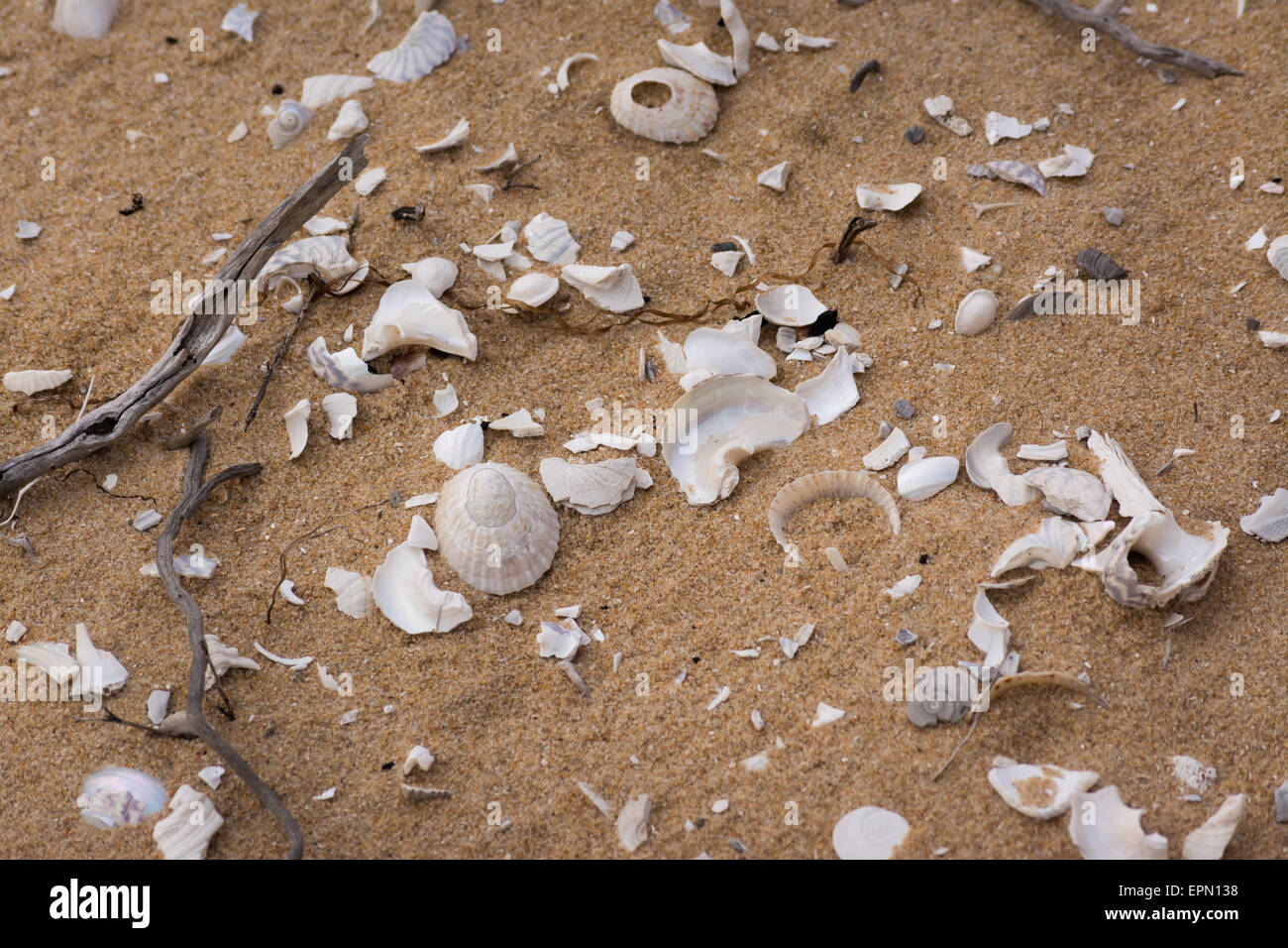 All broken shells hi-res stock photography and images - Alamy