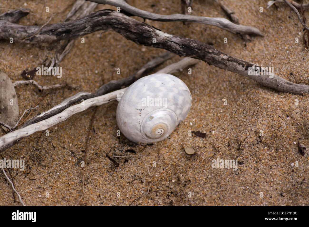 Shell on beach kilkunda victoria hi-res stock photography and images ...