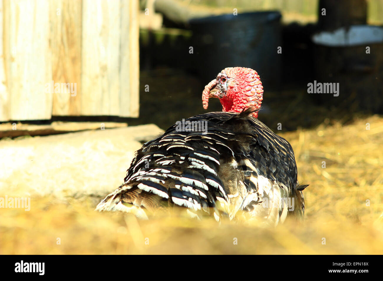 Close up turkey neck hi-res stock photography and images - Alamy