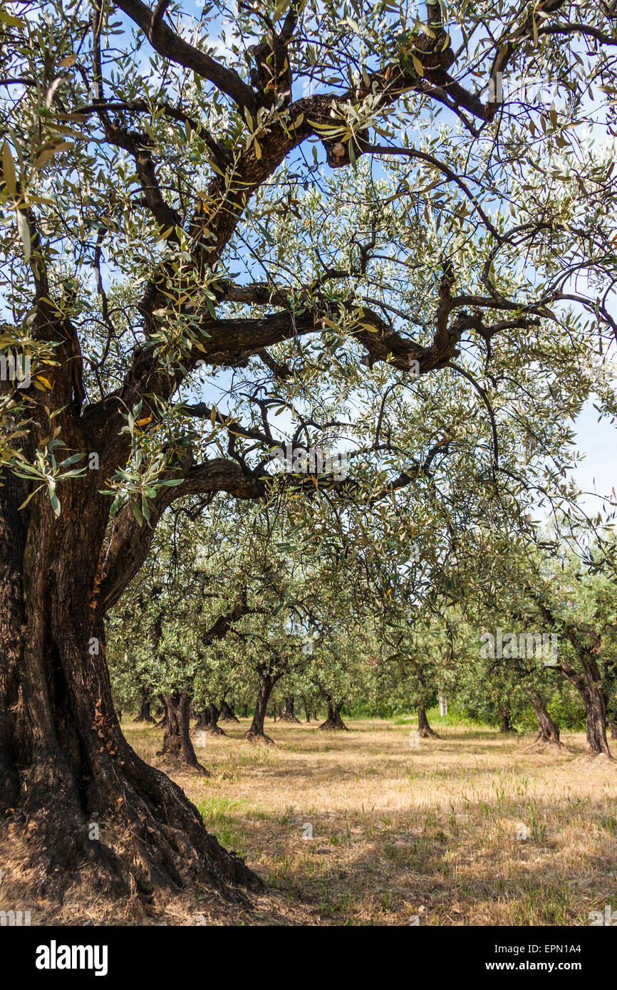 Old olive tree and blue sky in Provence, South of France, Europe Stock ...