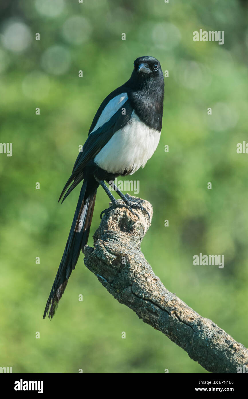 Magpie feather isolated hi-res stock photography and images - Alamy