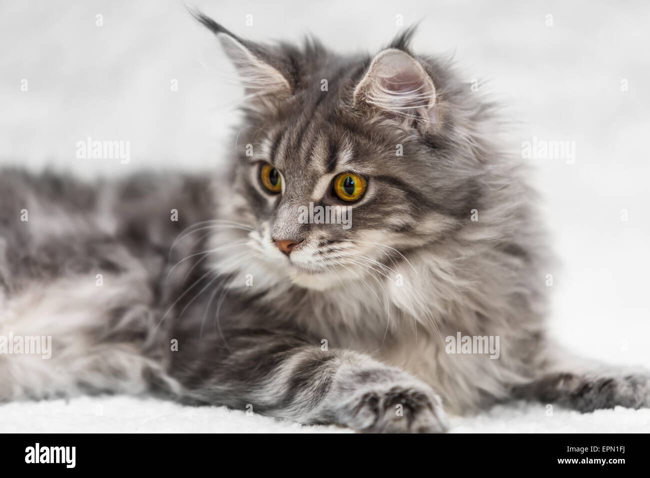Gray tabby maine coon kitten posing on white blur background fur Stock ...