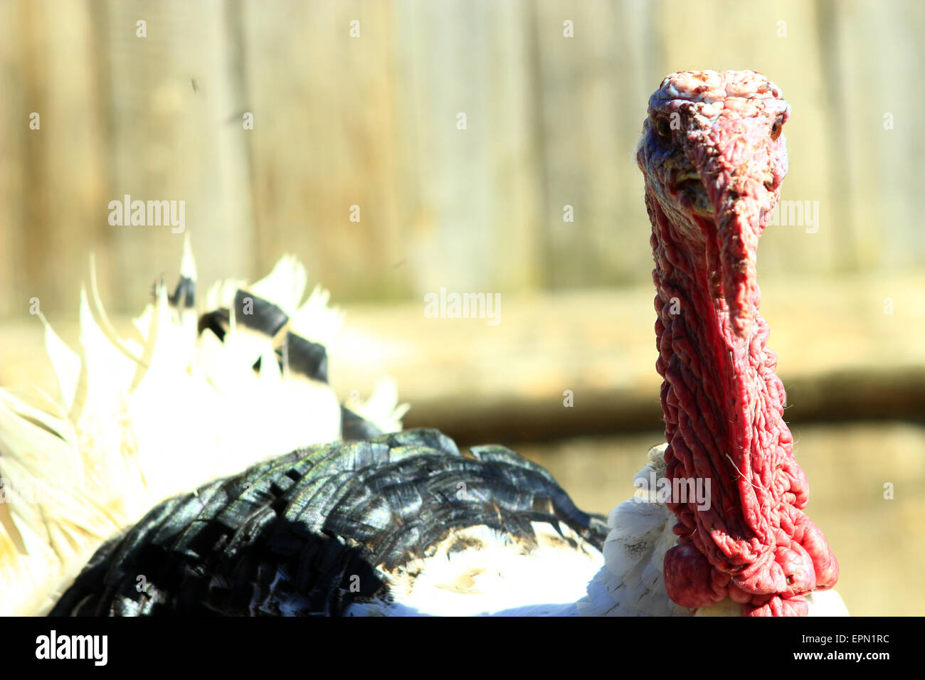 turkey in the village in the yard Stock Photo - Alamy