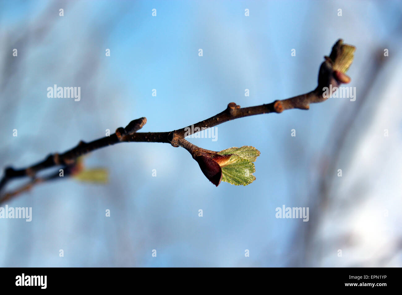 Willow tree buds hi-res stock photography and images - Alamy