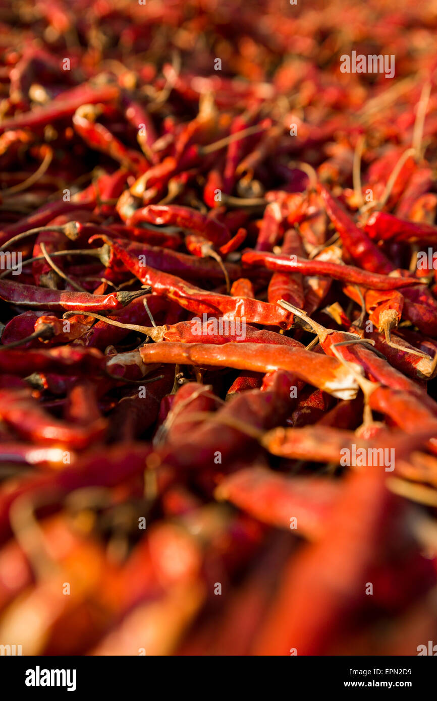 Red chillies laid out to dry in Myanmar Stock Photo - Alamy