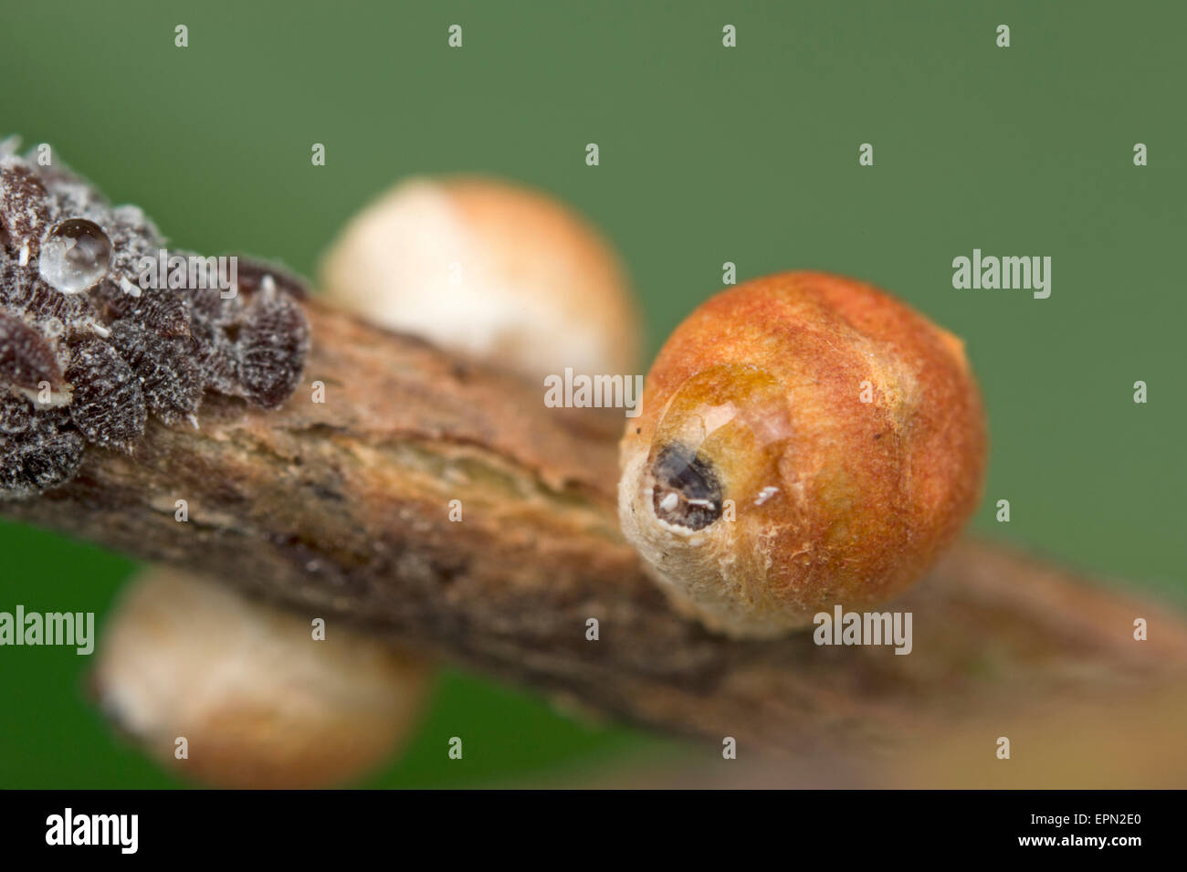 Eriococcidae hi-res stock photography and images - Alamy