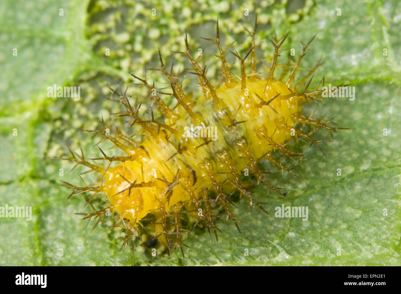 28 spotted ladybird larva Stock Photo - Alamy