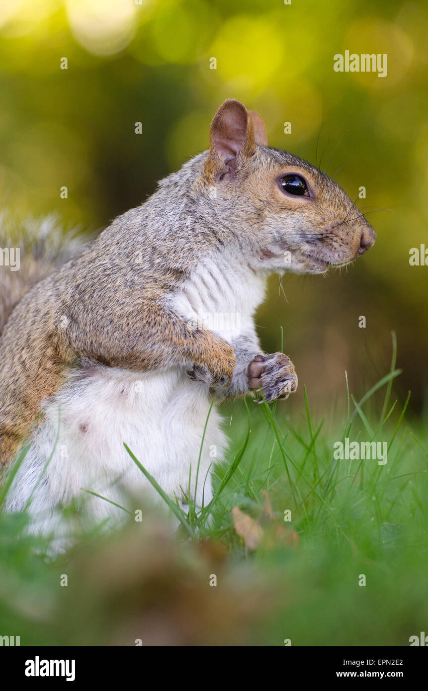 On Mount Royal in Montreal Quebec Canada. Lots of squirrels Stock Photo ...