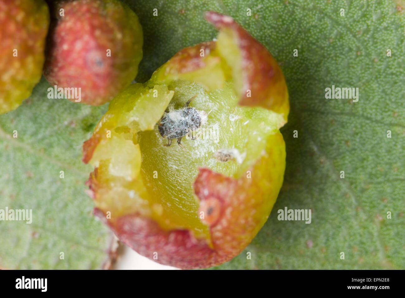 Psyllid hi-res stock photography and images - Alamy