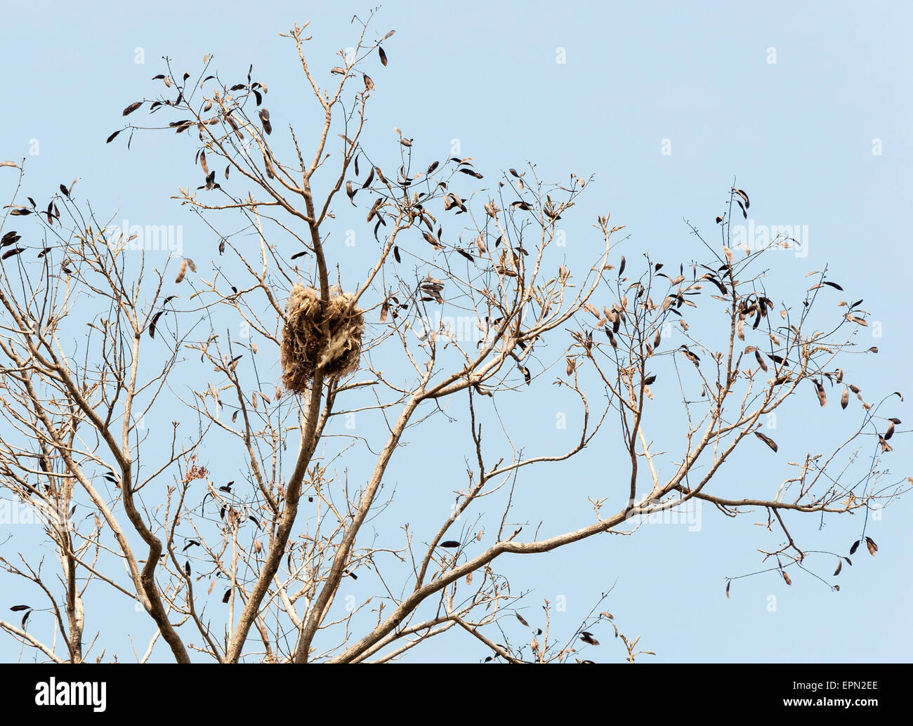 Small nest on the large tree in national park Stock Photo - Alamy