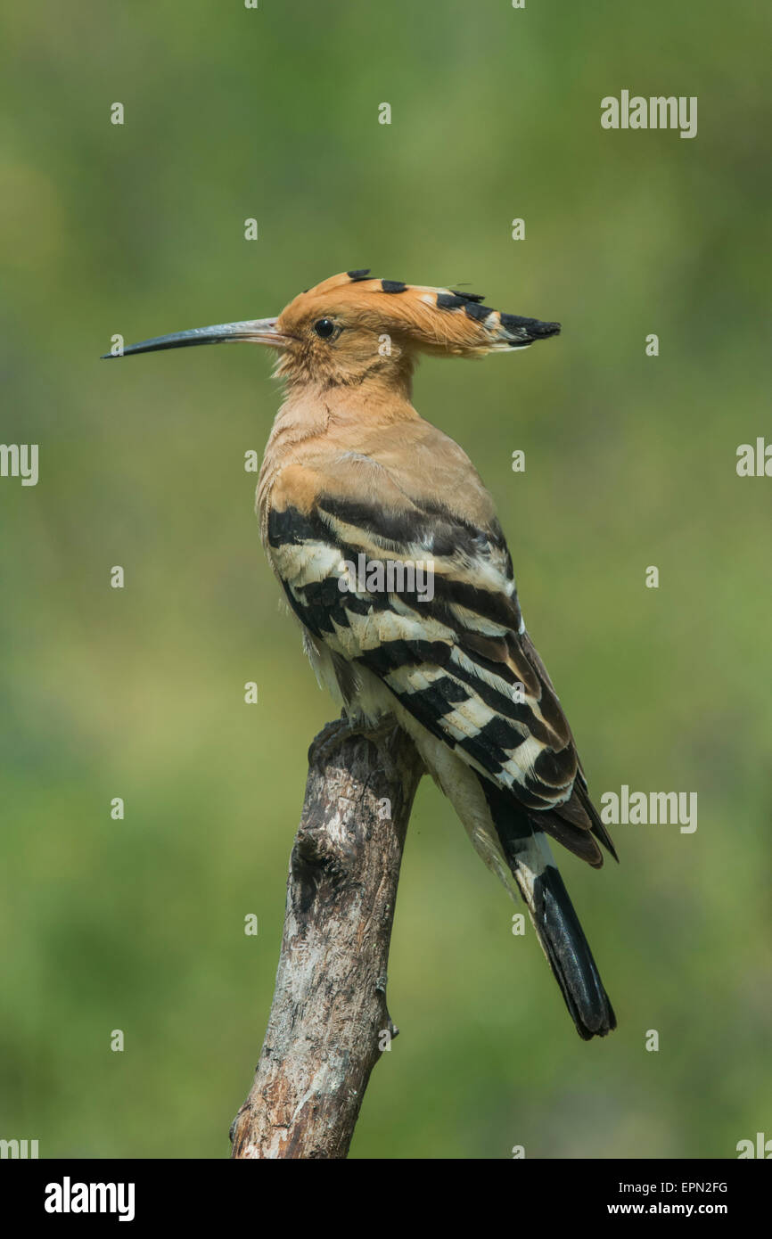 Asian hoopoe hi-res stock photography and images - Alamy
