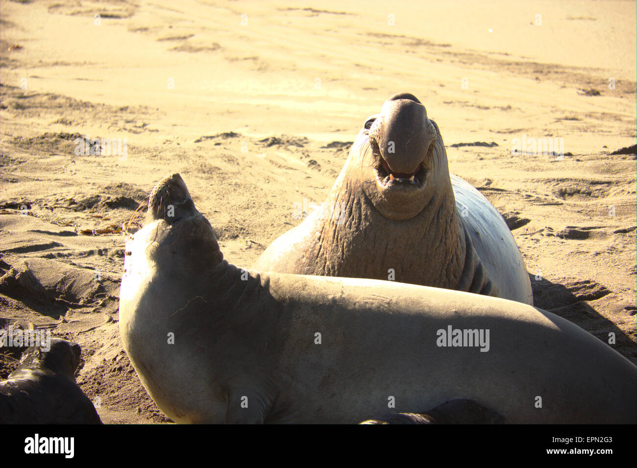 Two elephant seals playing at Piedras Blancas Elephant Seal Rookery ...