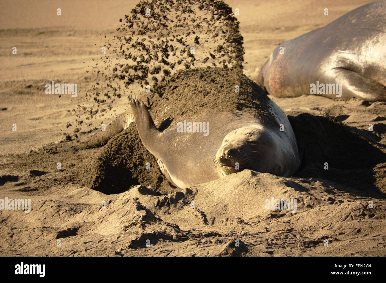 One elephant seal rest on Piedras Blancas Elephant Seal Rookery Stock ...