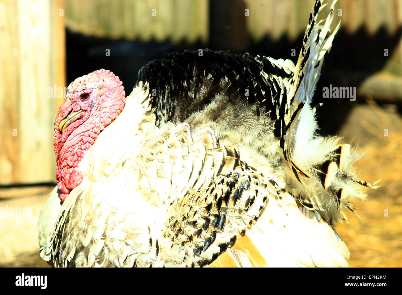 Big turkey meat hi-res stock photography and images - Alamy