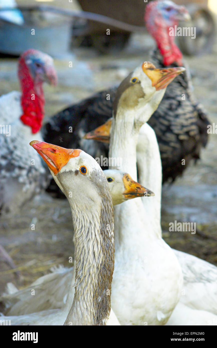 house birds geese and turkeys in the yard Stock Photo - Alamy