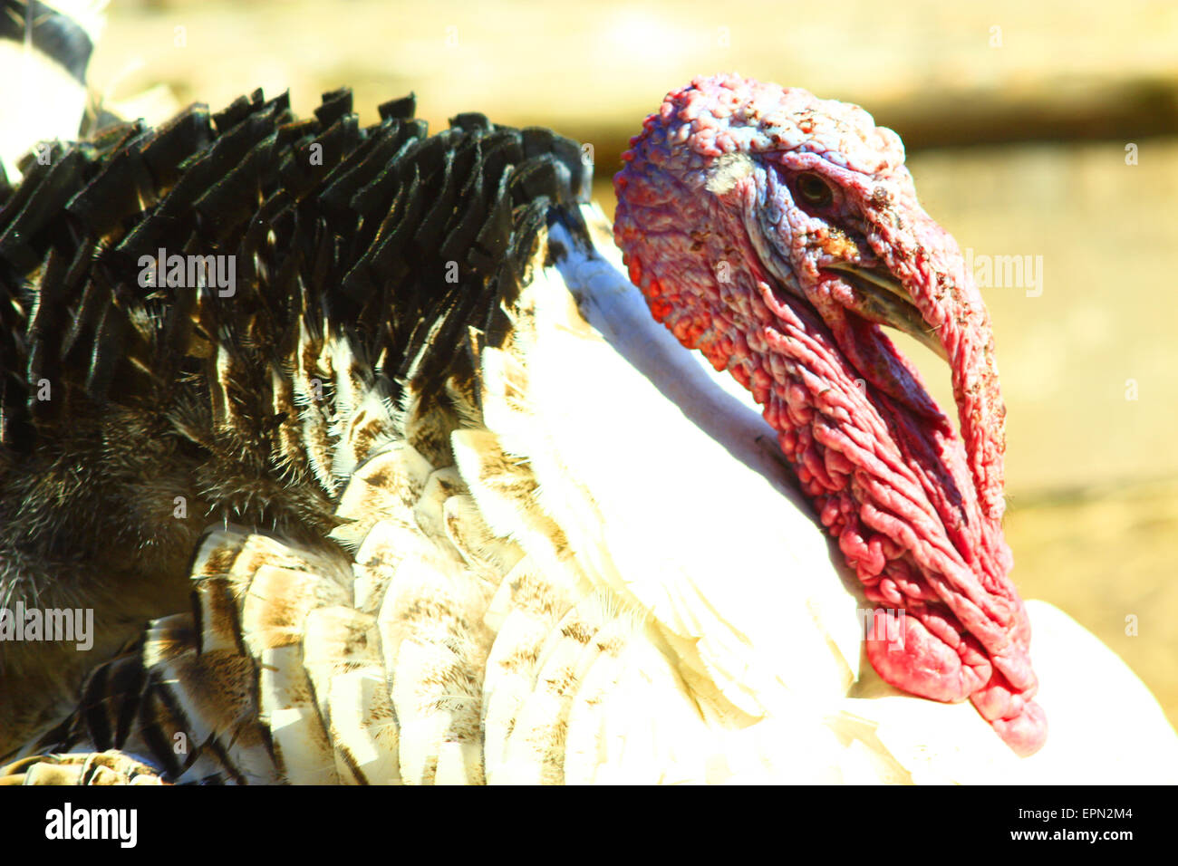 big turkey in the village in the yard Stock Photo - Alamy