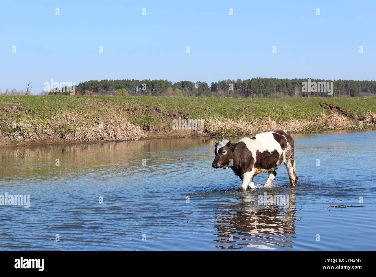 cow goes in the river in the spring Stock Photo - Alamy