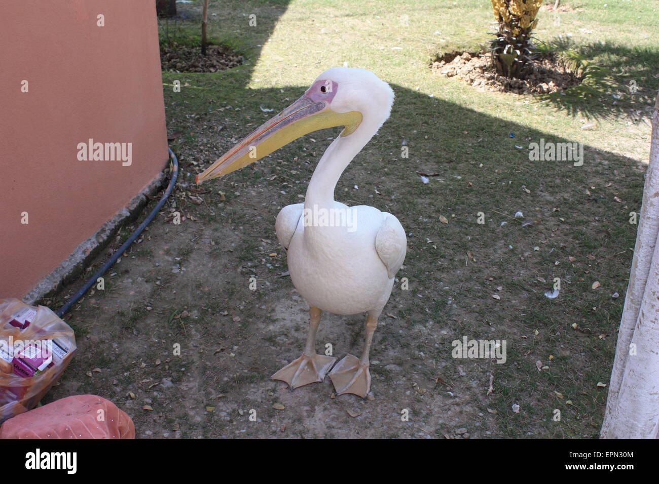 Cat chap hi-res stock photography and images - Alamy