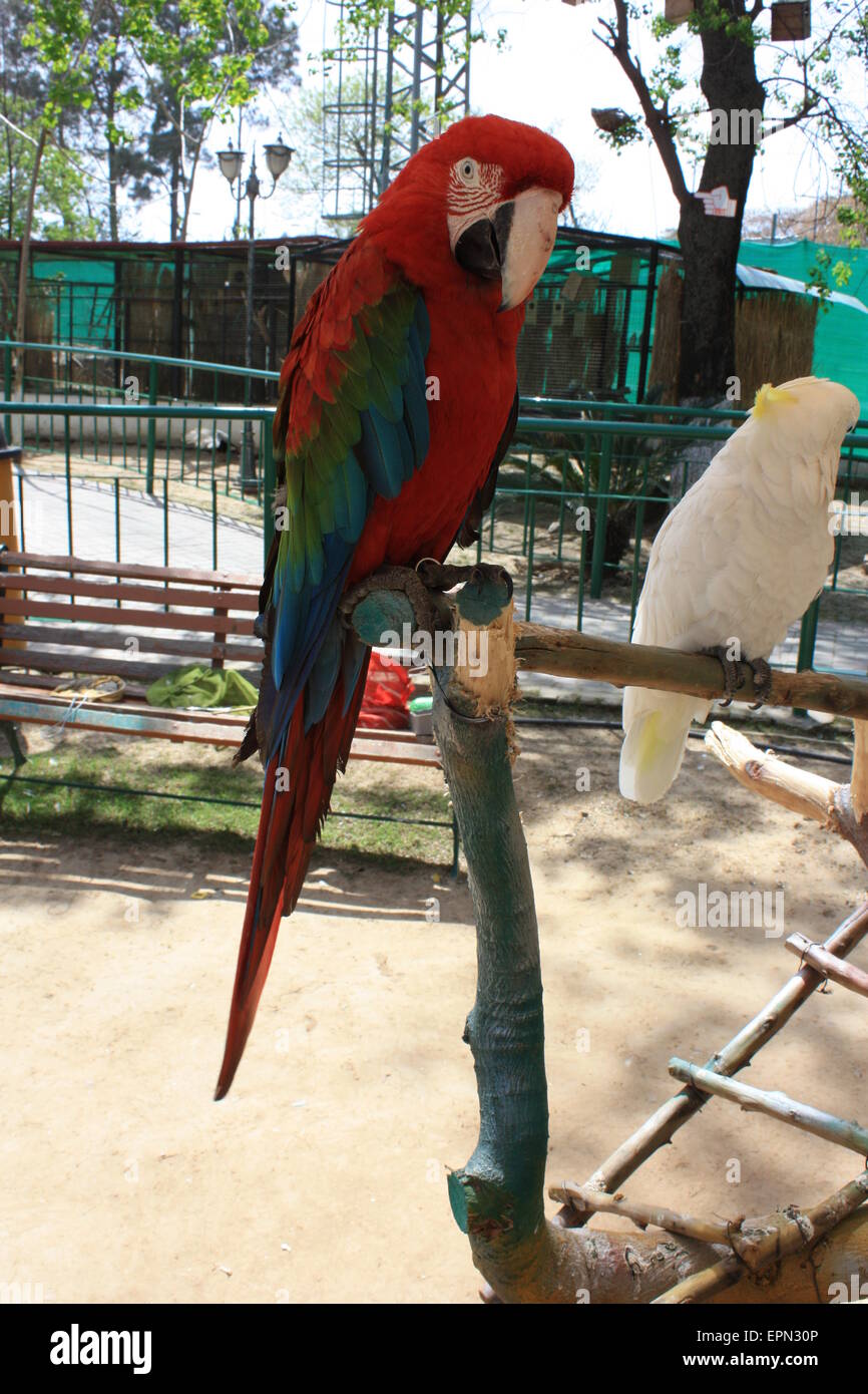 Expensive parrot hi-res stock photography and images - Alamy
