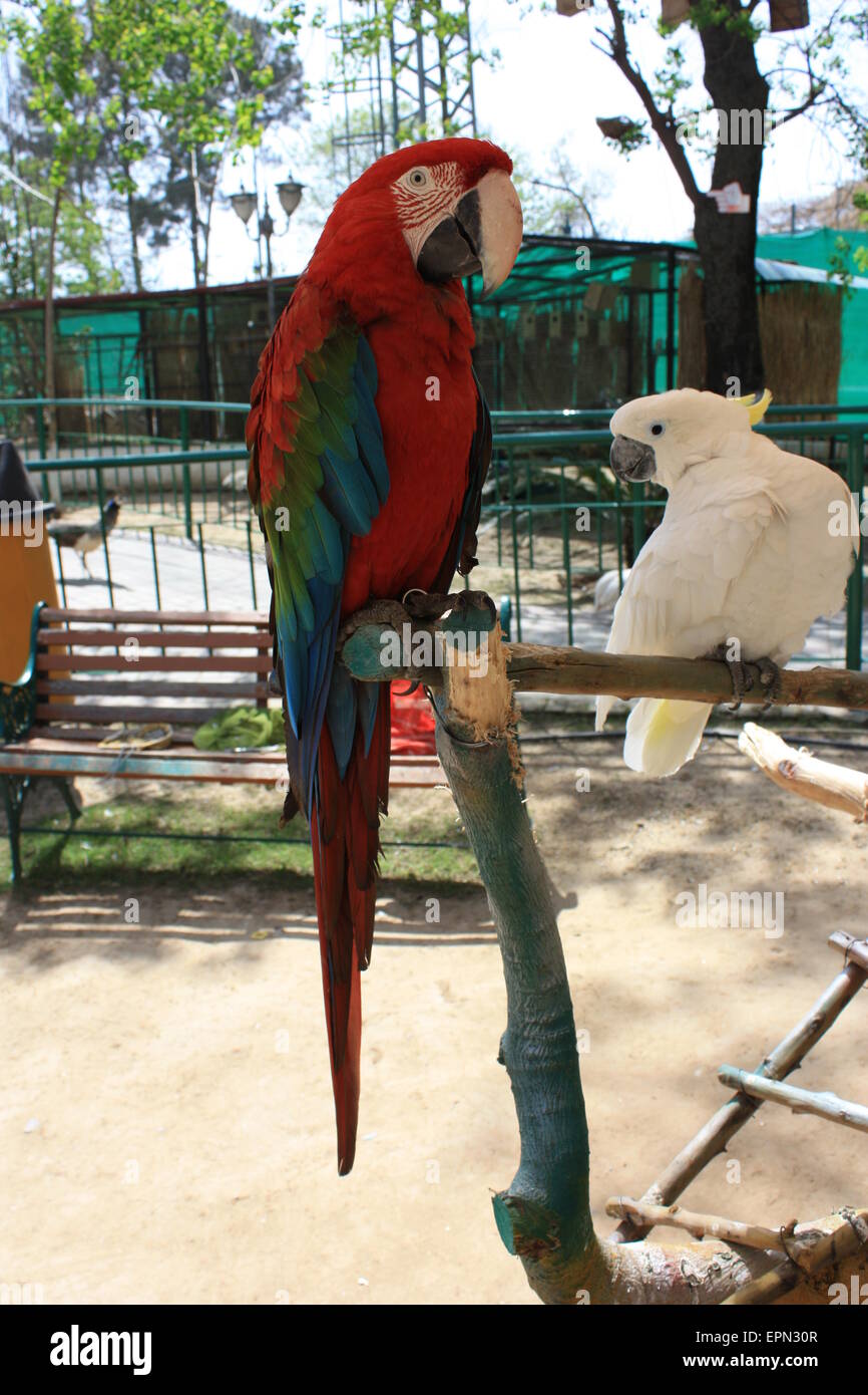 red parrot strange talking Stock Photo - Alamy