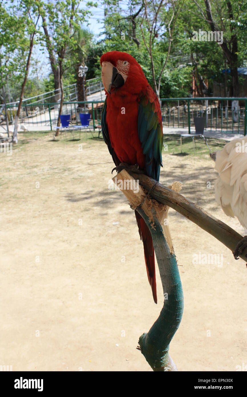 Talking parrot and person hi-res stock photography and images - Alamy
