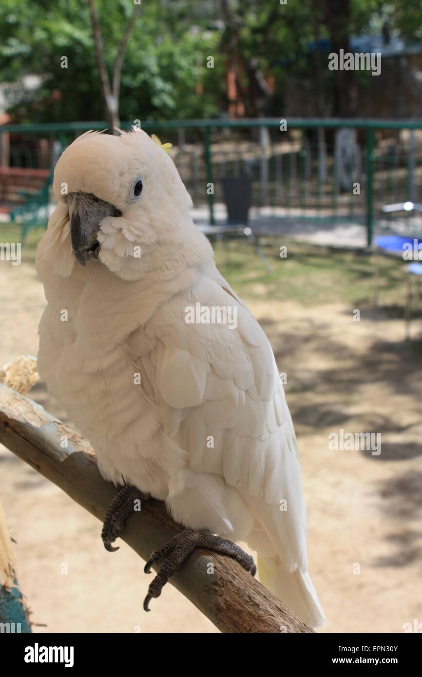 Talking parrot and person hi-res stock photography and images - Alamy