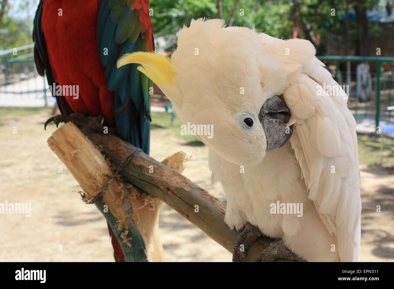 Talking parrot and person hi-res stock photography and images - Alamy