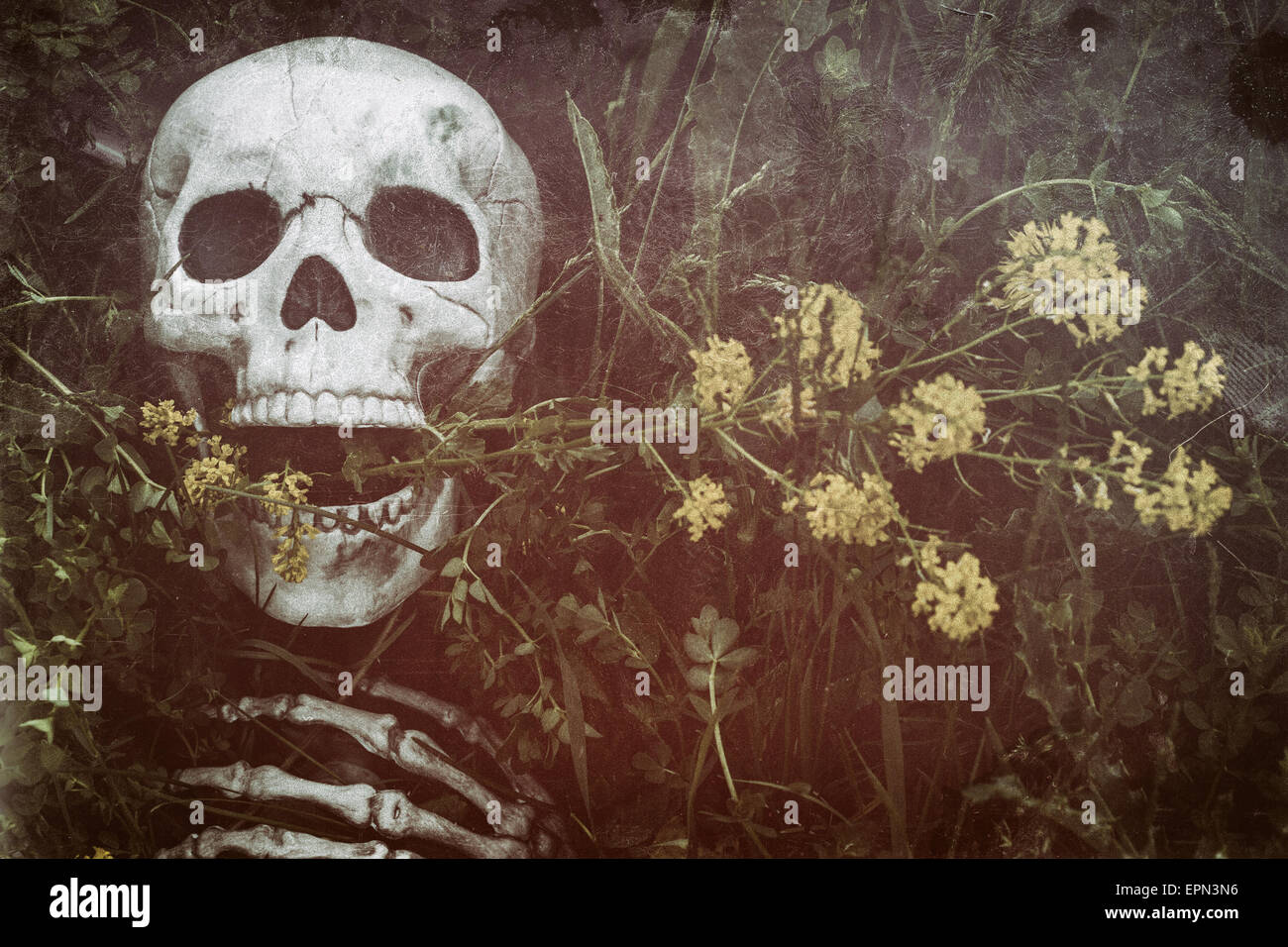 Human Skull In Grass High Resolution Stock Photography and Images - Alamy