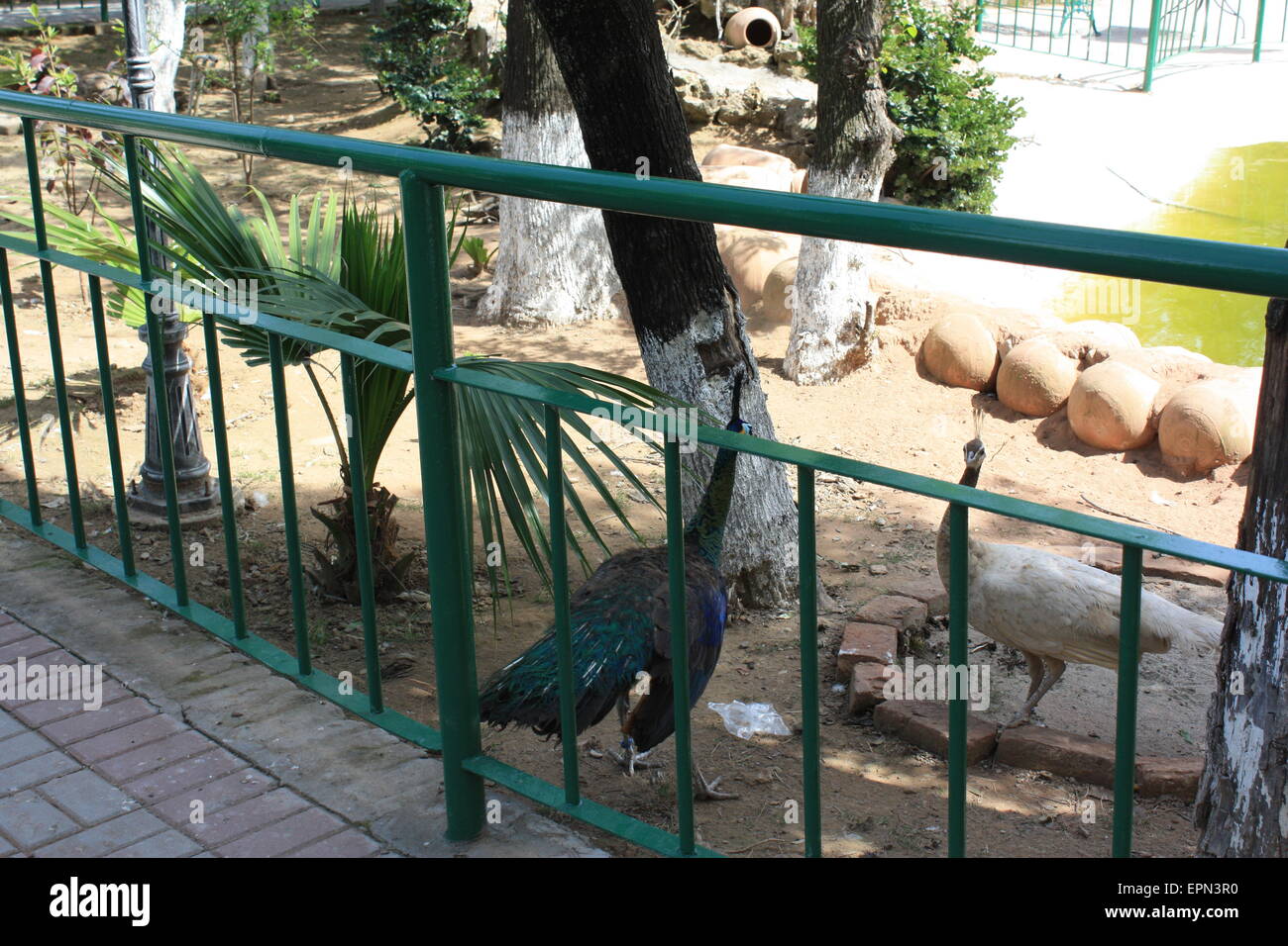 Mosque and bird hi-res stock photography and images - Alamy
