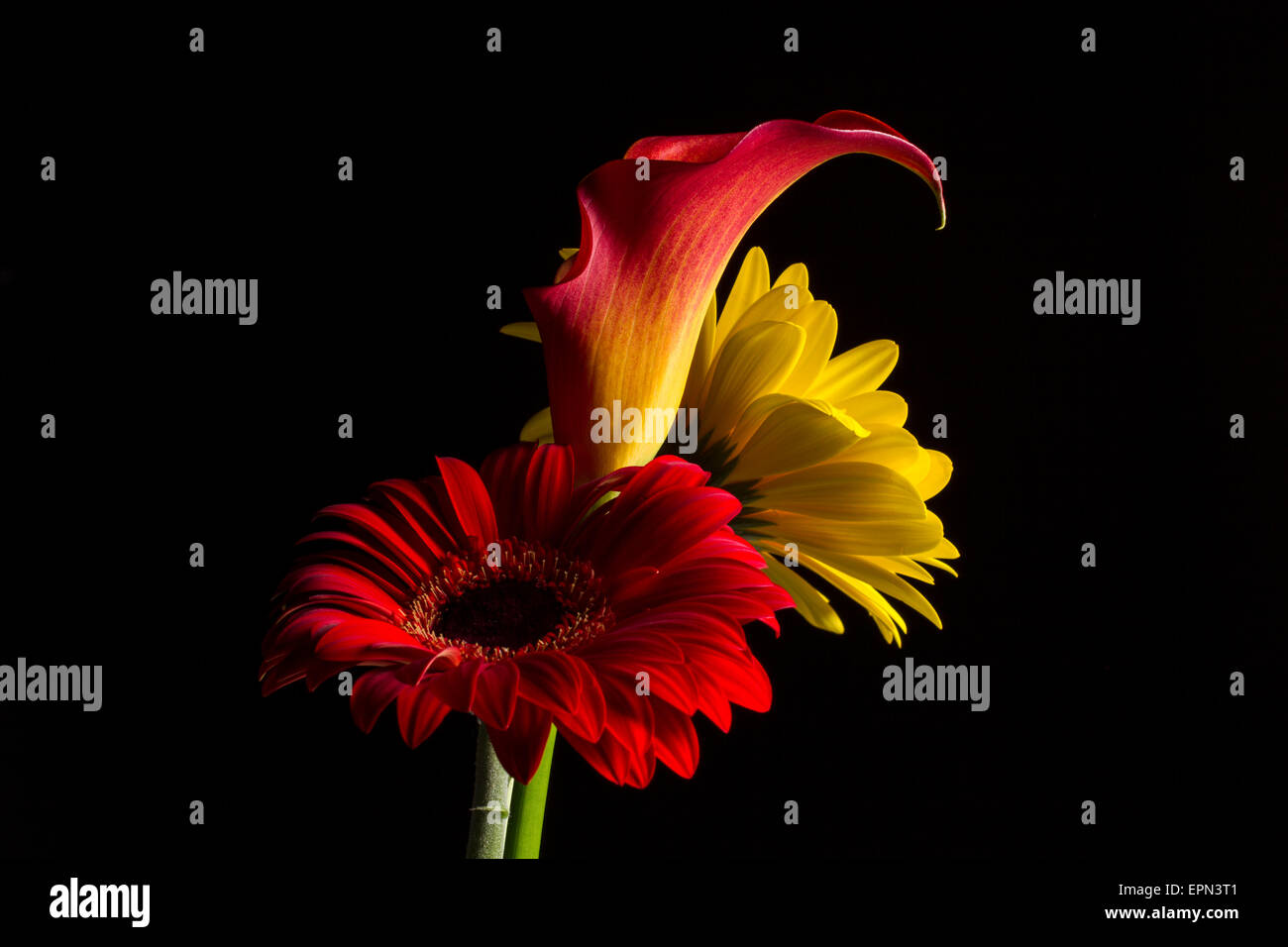 Red & Yellow Calla Lily with a Red and Yellow Gerber Daisy Stock Photo ...