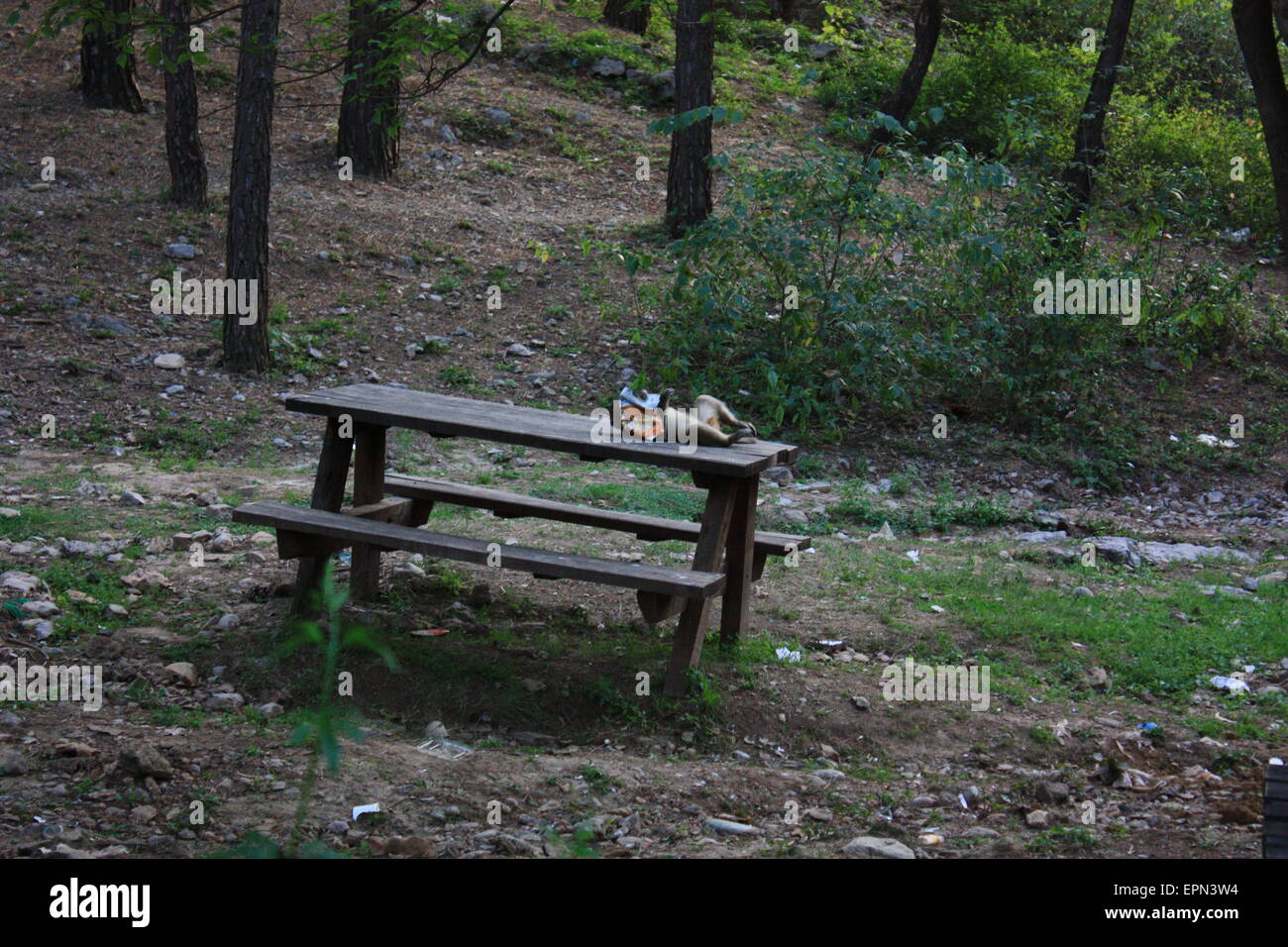 Monkey seat on bench hi-res stock photography and images - Alamy