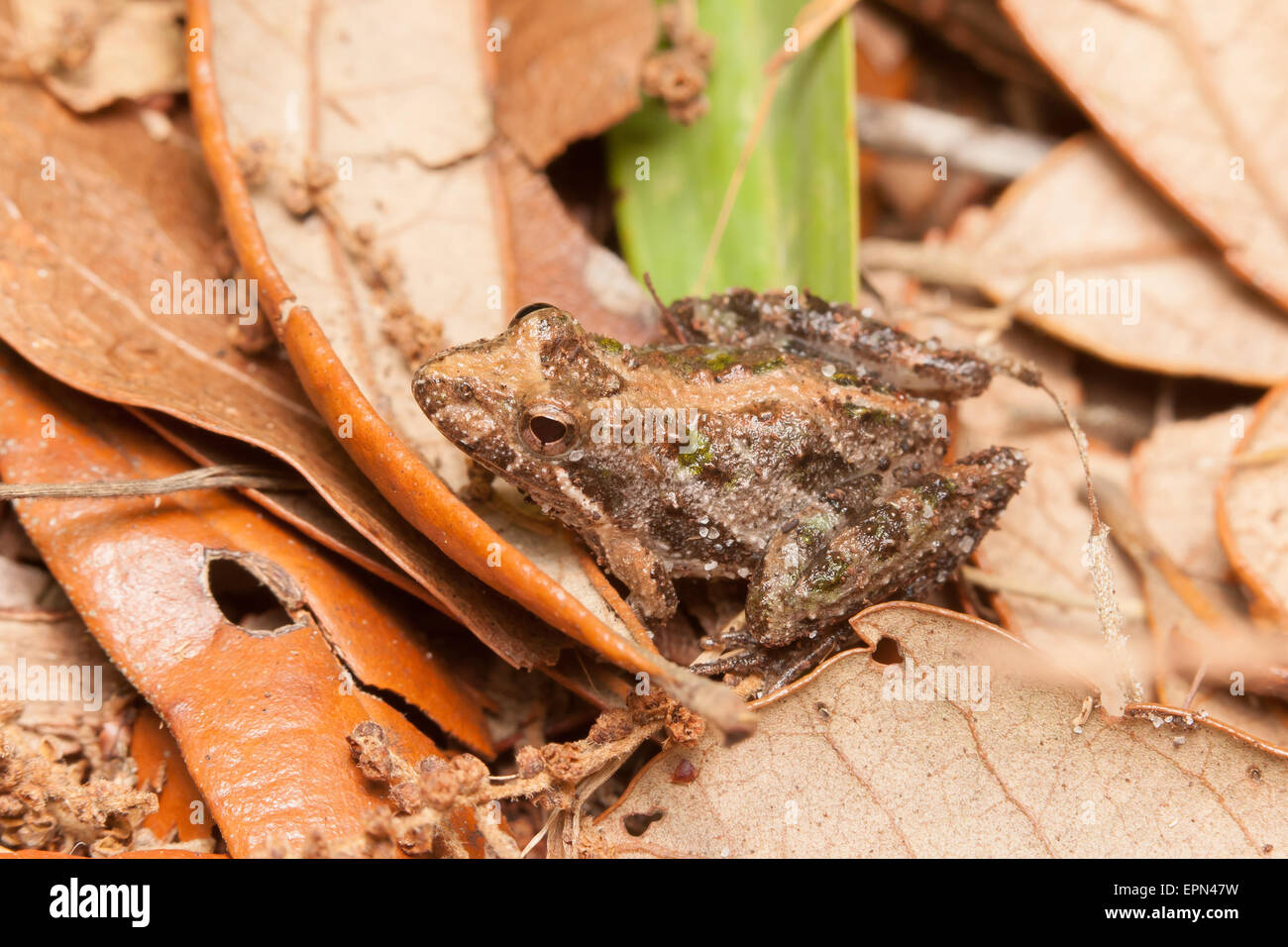 Acris gryllus dorsalis hi-res stock photography and images - Alamy