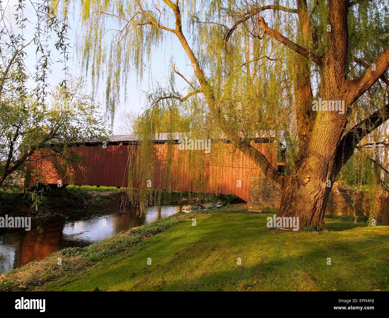 A beautiful willow tree with a swing stands beside the Lime Valley ...