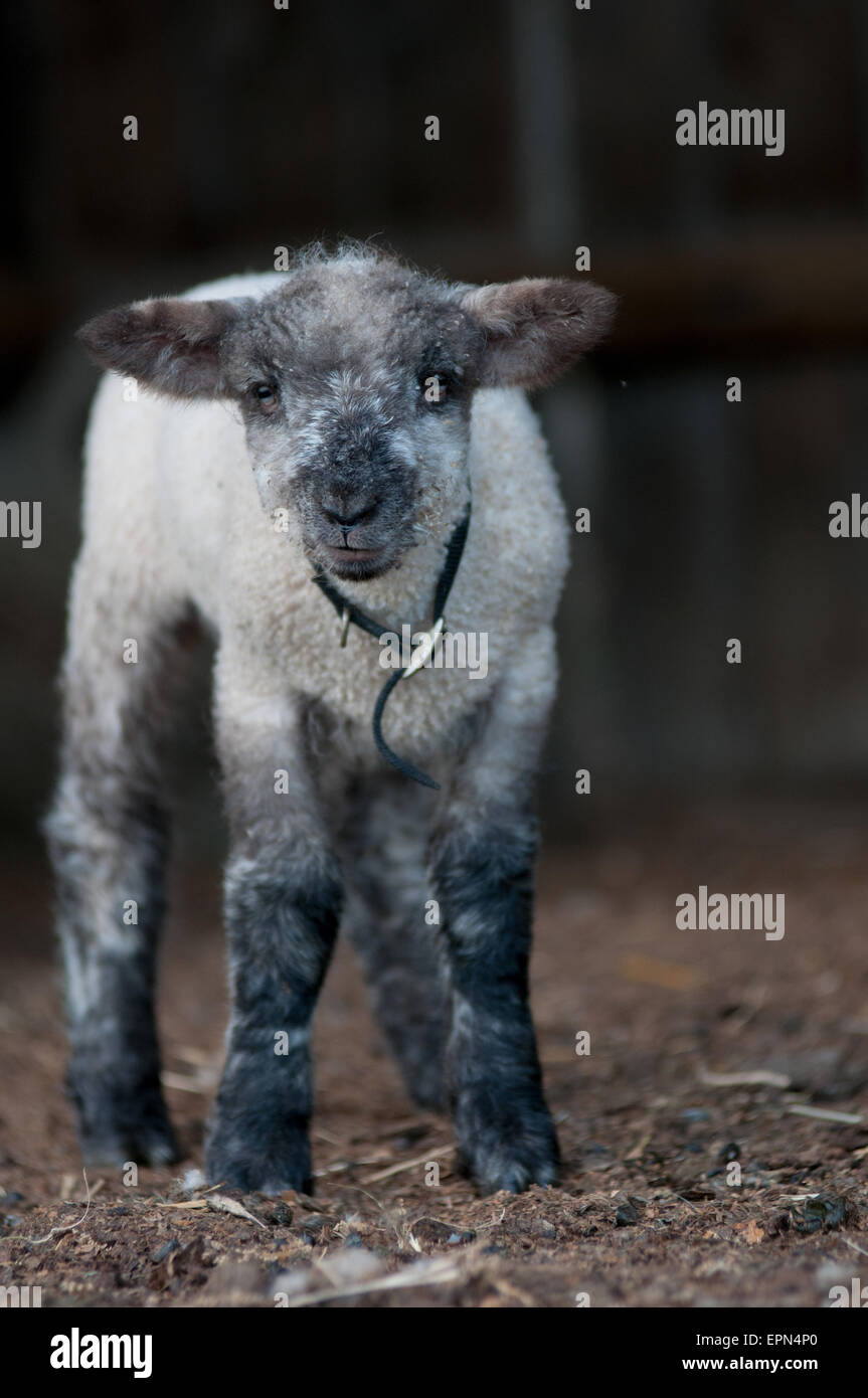Baby lamb black face hi-res stock photography and images - Alamy