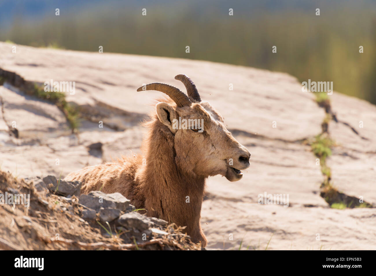 Sheep horns hi-res stock photography and images - Alamy