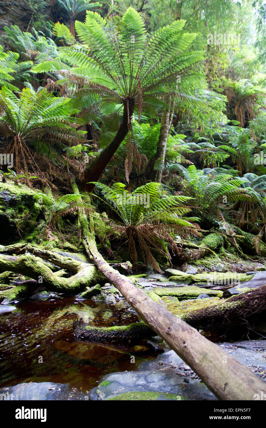 Man ferns at Lovers Falls, on the banks of Tasmania's Pieman River ...