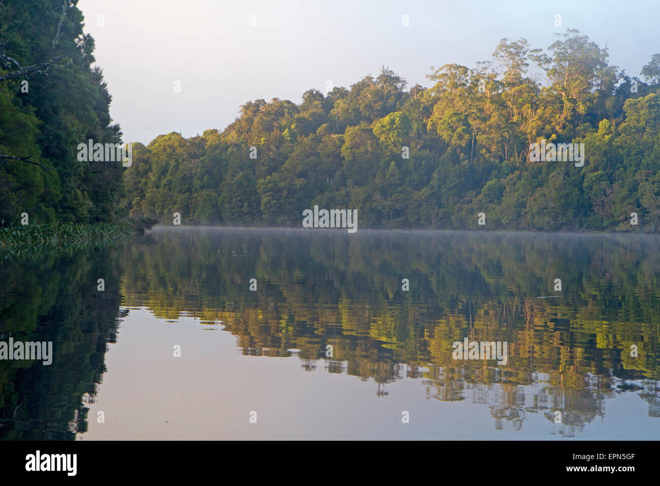 Pieman River running through the takayna/Tarkine forest Stock Photo - Alamy