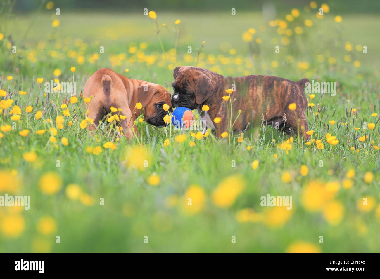 Adorable puppies playing hi-res stock photography and images - Alamy